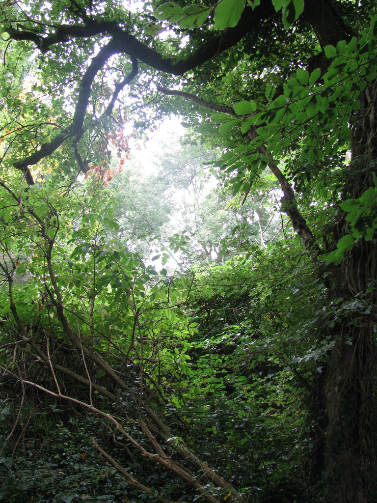 Quote of the moment: Charles Darwin and the tangled bank | Millard ...